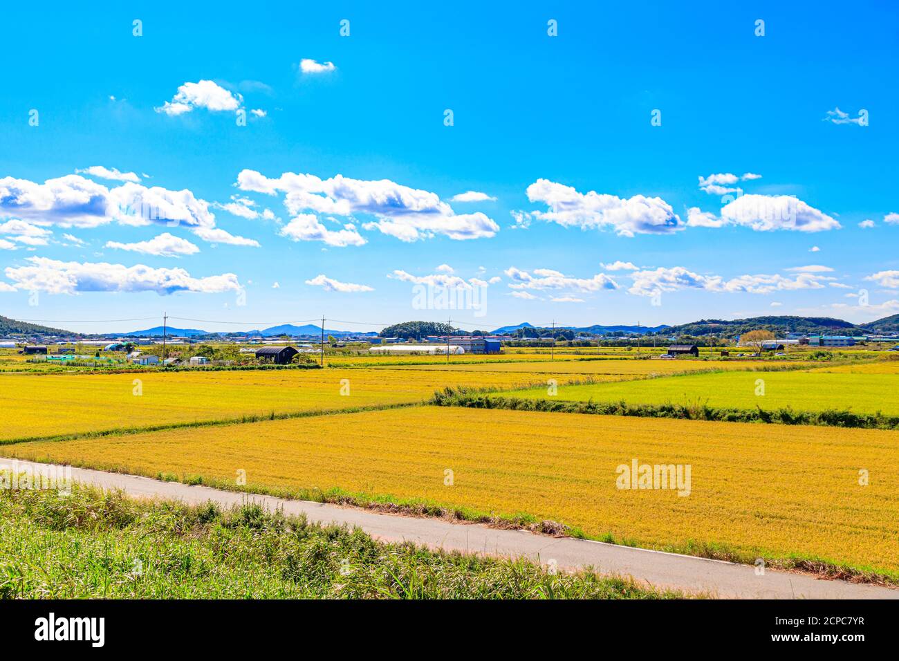 Korean traditional rice farming. Rice farming landscape in autumn. Rice ...