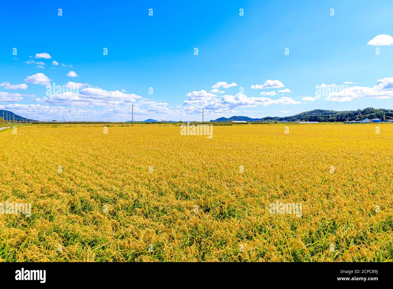 Korean traditional rice farming. Rice farming landscape in autumn. Rice ...