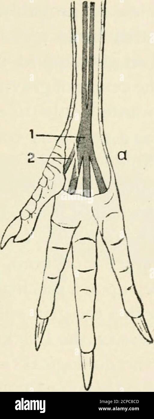 . The structure and life of birds . rst, two tendonsbelonging to ...