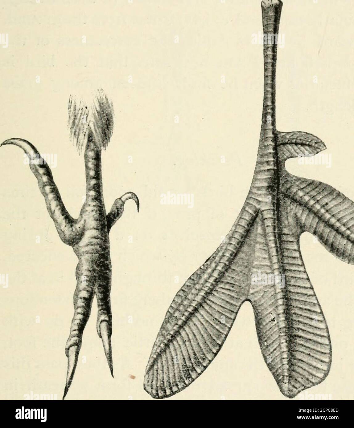 . The structure and life of birds . ed itself to different modesof life ...