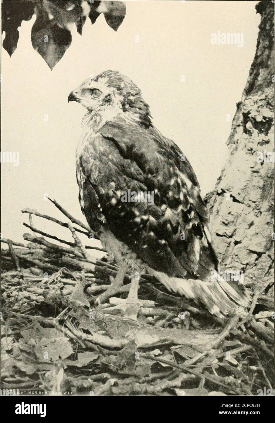 Plain breasted hawk hi-res stock photography and images - Alamy