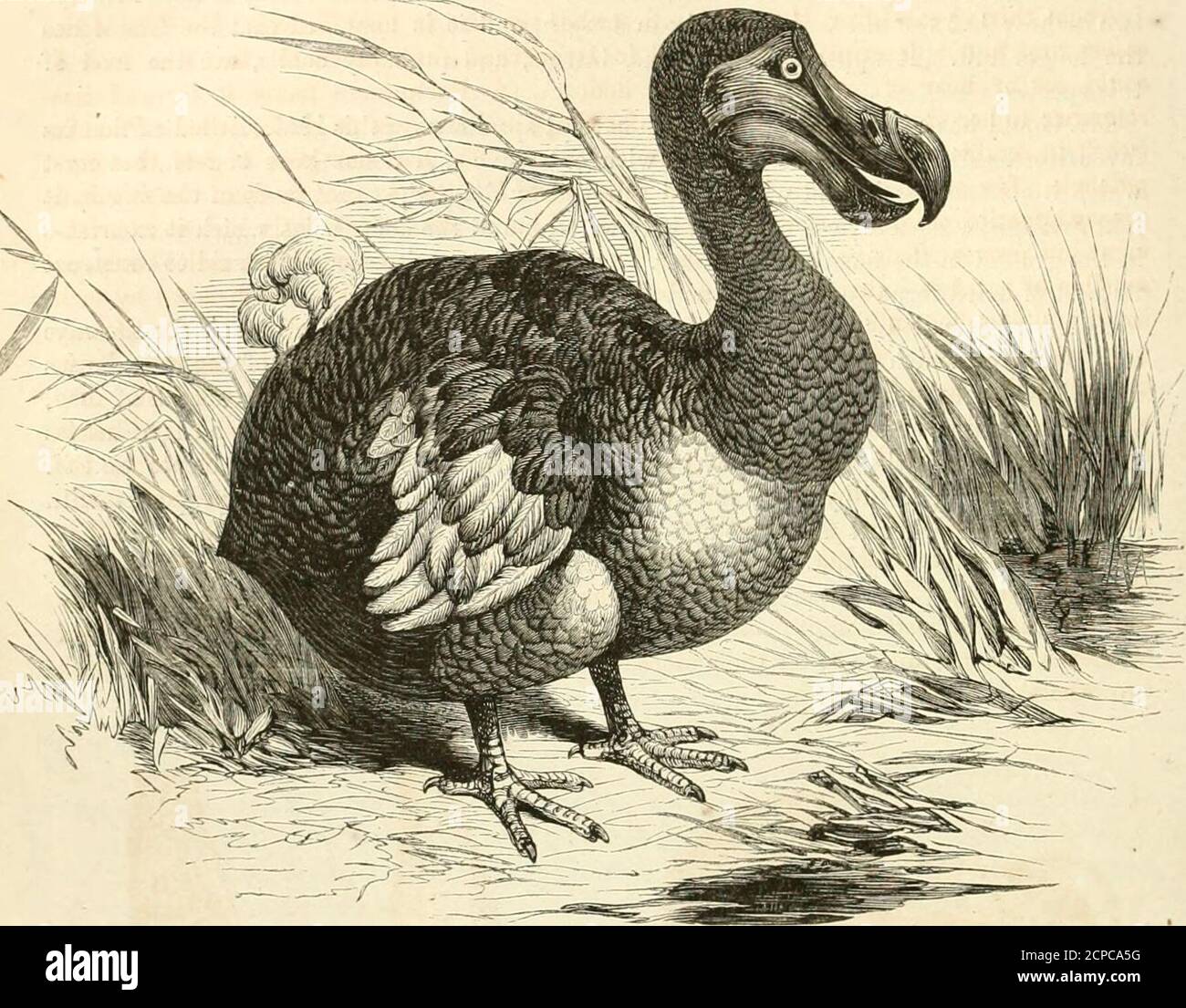 Dodo in natural history museum hi-res stock photography and images - Alamy