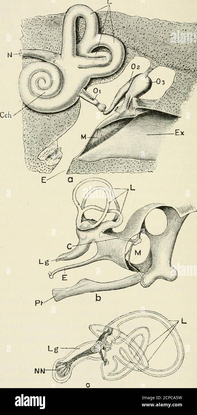 . The structure and life of birds . ed Pigeon,whose plumage is a light ...
