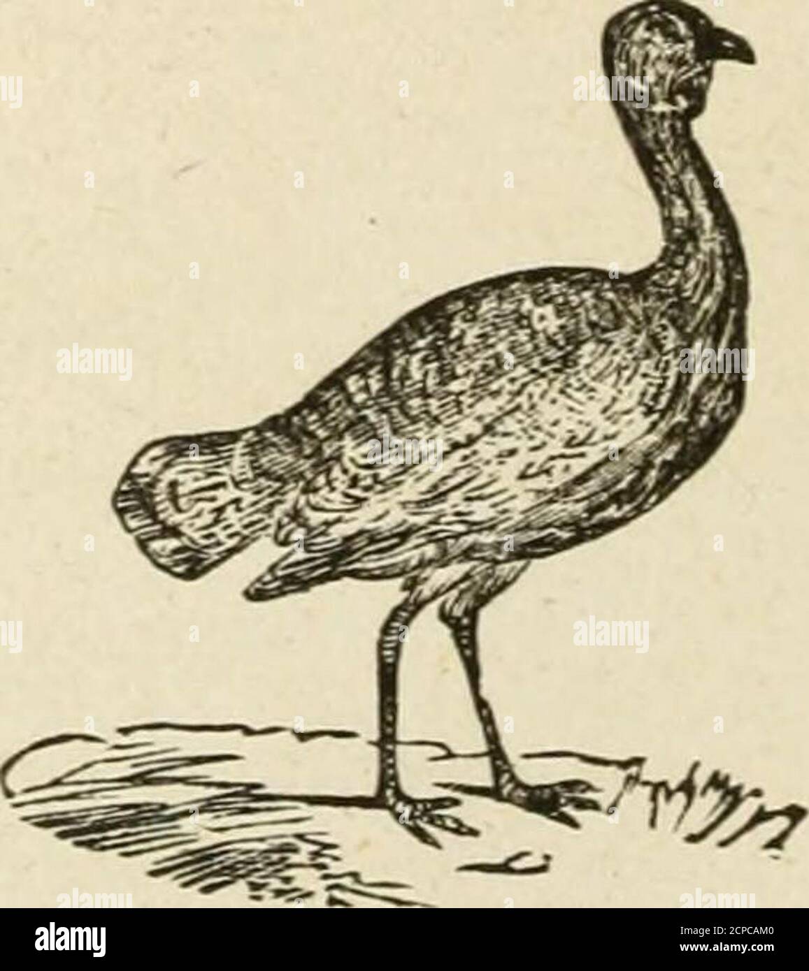 . The history of birds : their varieties and oddities, comprising ...