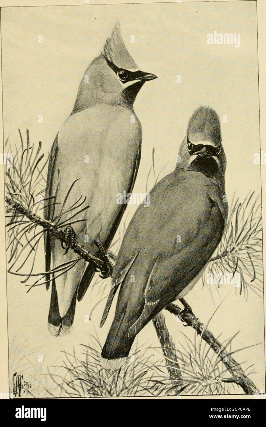 Birds nest in evergreen tree hi-res stock photography and images - Alamy