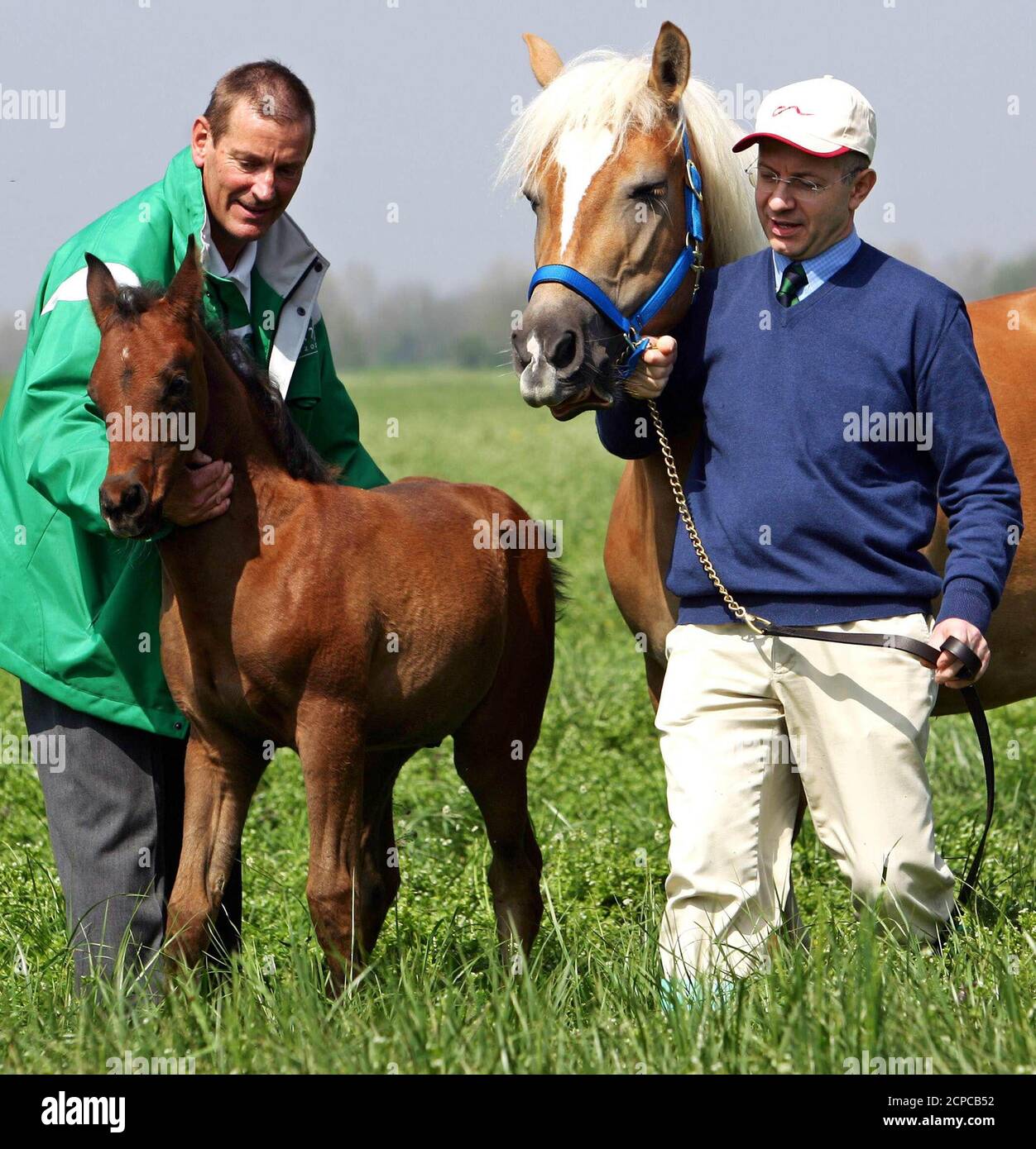 Arab galli hi-res stock photography and images - Alamy