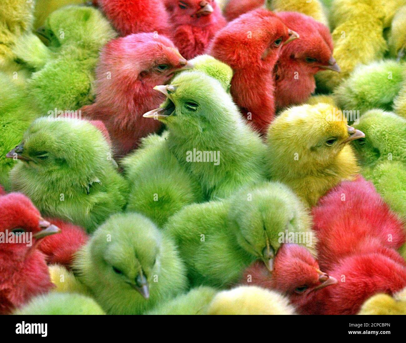 Dyed chicks to be sold as pets hi-res stock photography and images - Alamy