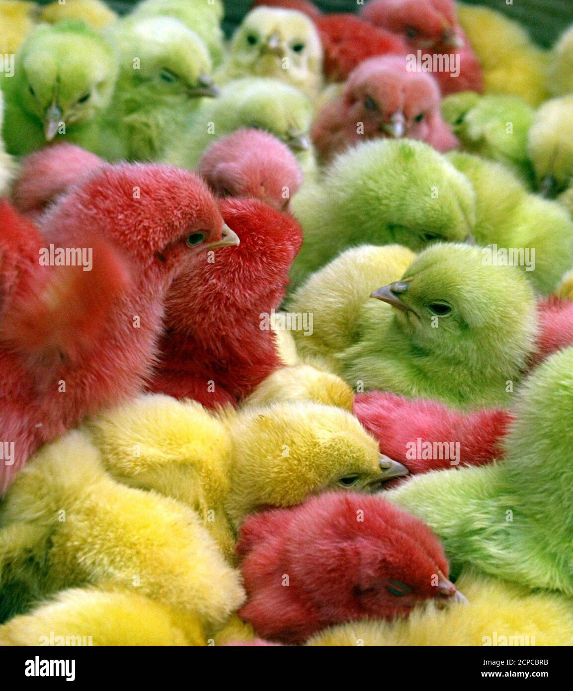 Coloured Chicks For Sale High Resolution Stock Photography and Images ...