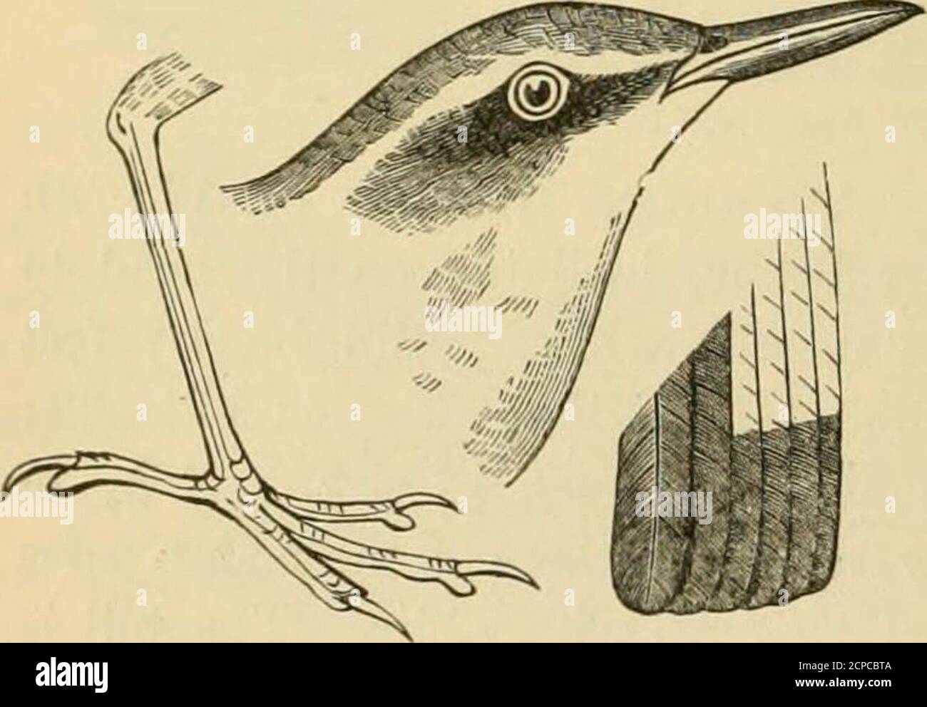 . Key to North American birds. Containing a concise account of every ...