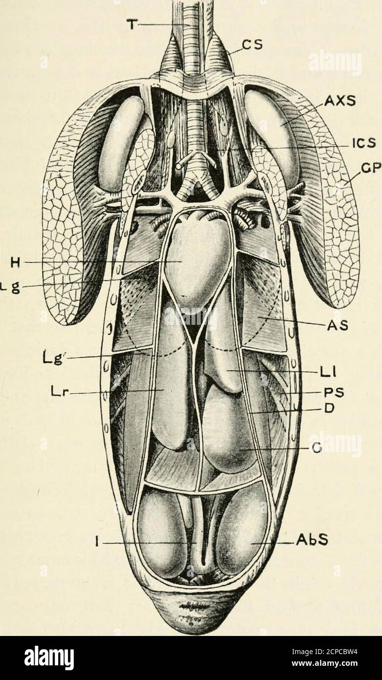 . The structure and life of birds . s of the ribs.The diaphragm is a ...