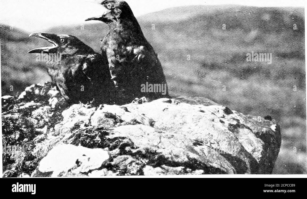 Dotterel nest Cut Out Stock Images & Pictures - Alamy