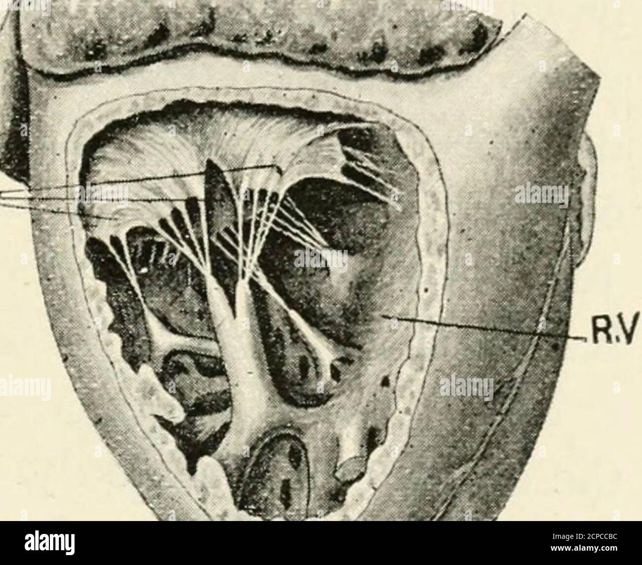. The structure and life of birds . TV -. Fig. 21.—(it) Birds heart ...