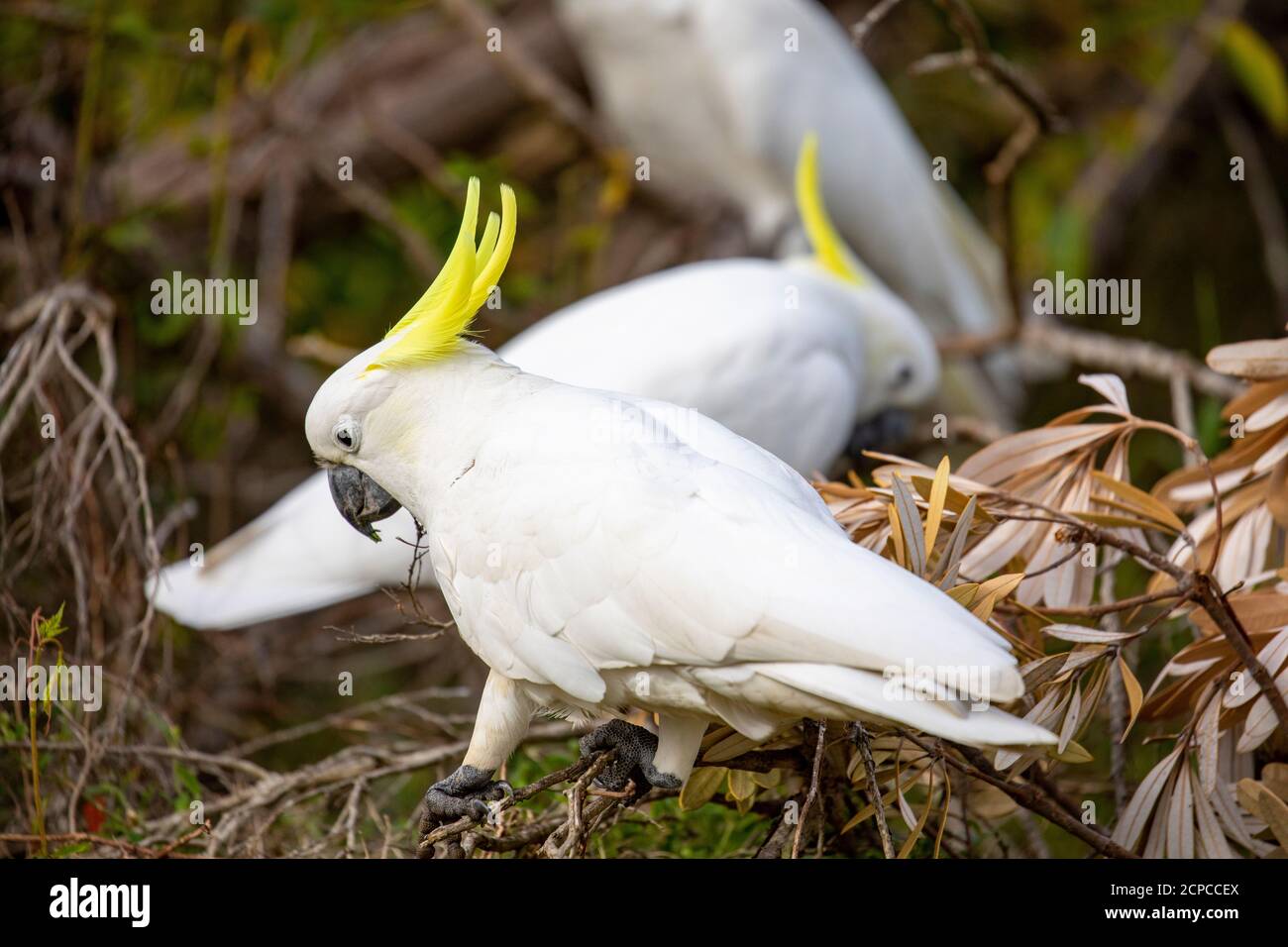 Australian cockatoos hi-res stock photography and images - Alamy