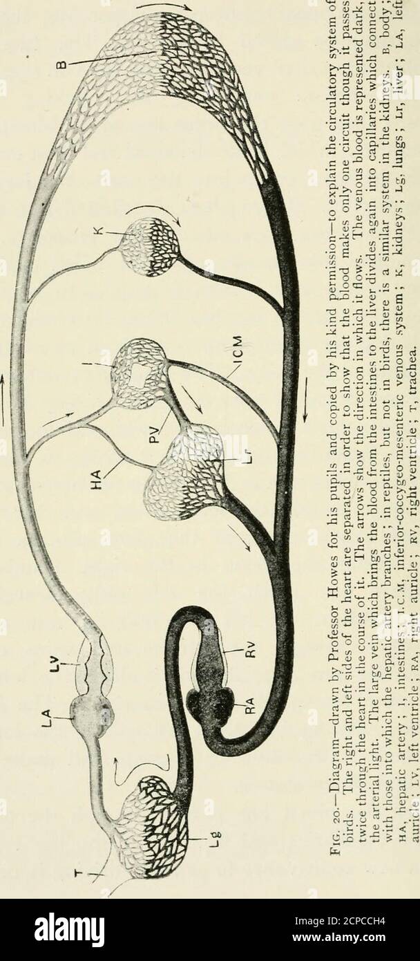 . The structure and life of birds . ourishing allthe tissues of the ...