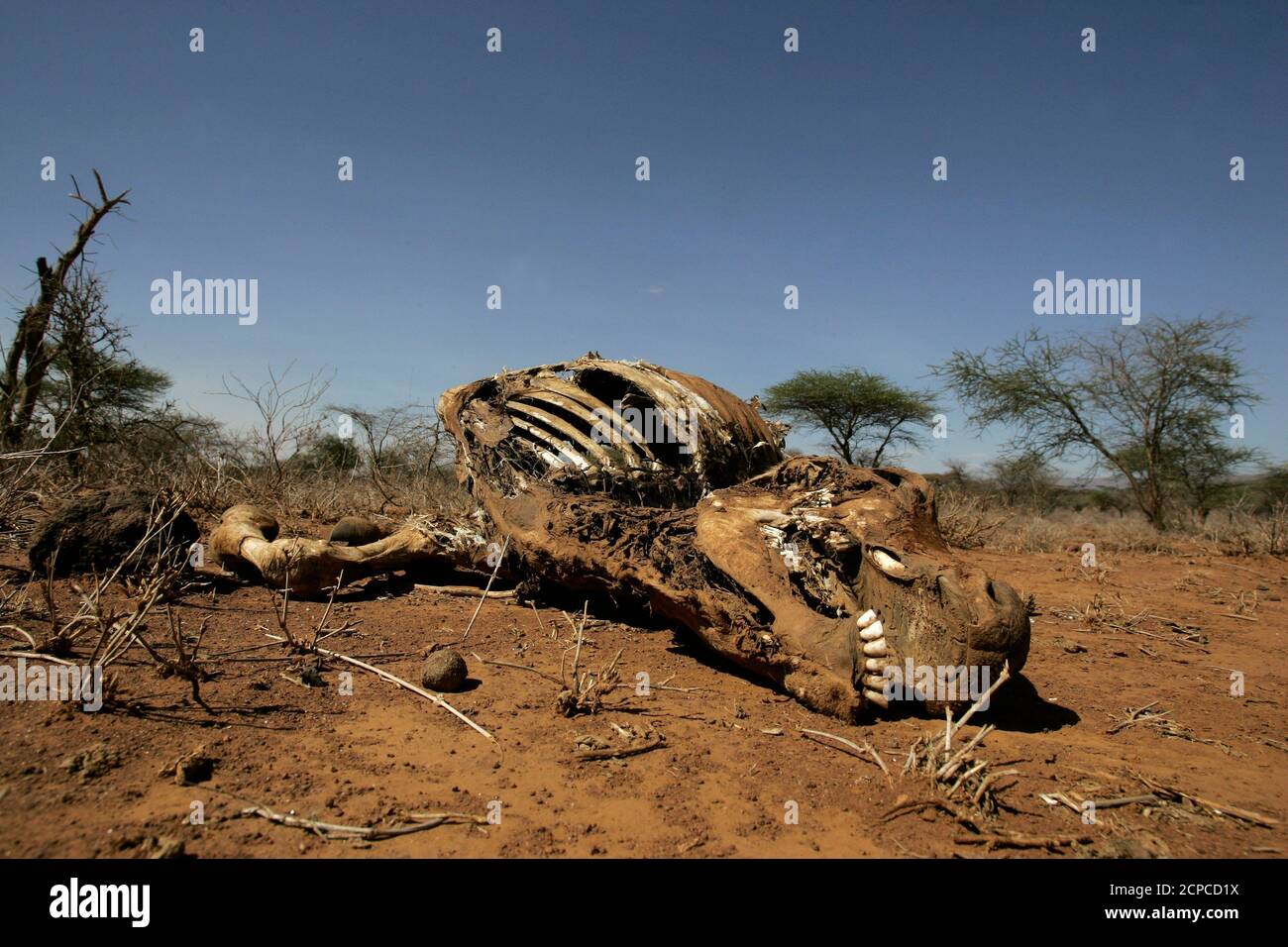 Dead animals drought africa hi-res stock photography and images - Alamy