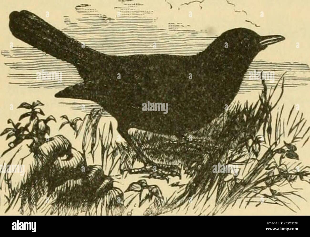 Mhnus hi-res stock photography and images - Alamy