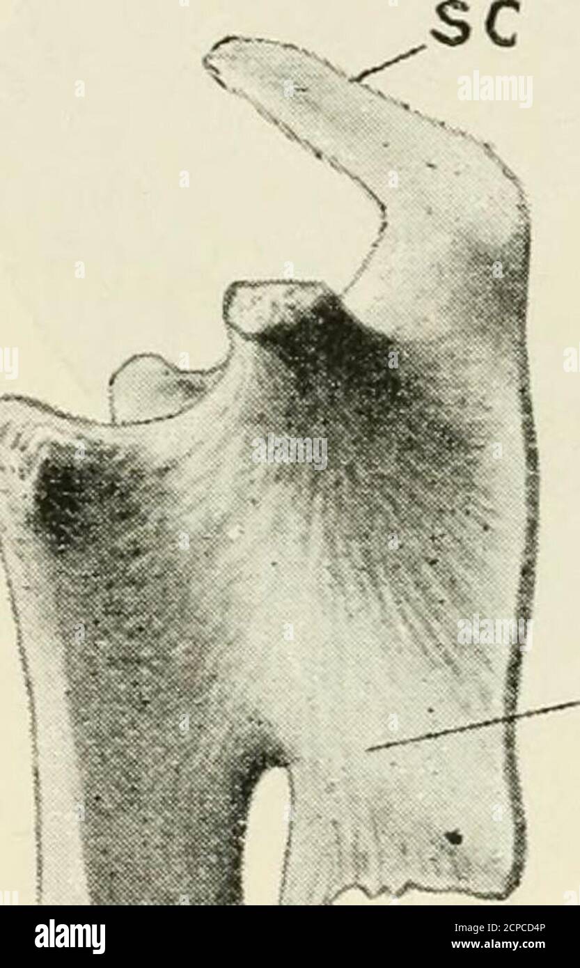 . The structure and life of birds . Fig. 11.—Part of vertical column of ...