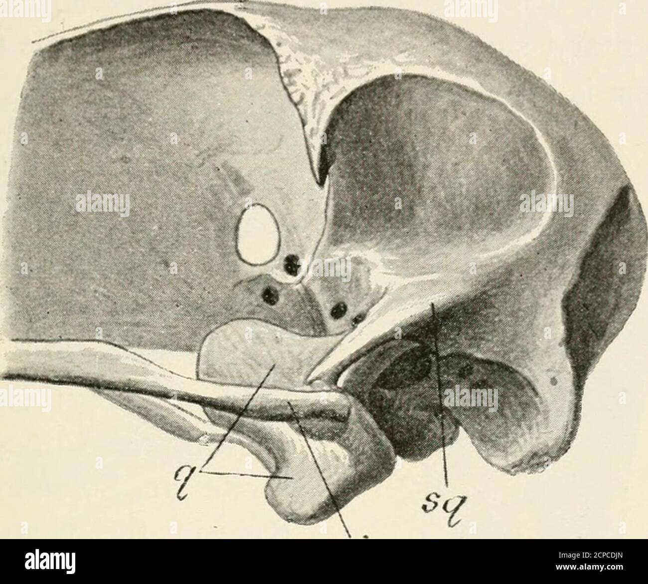Rhea sp hi-res stock photography and images - Alamy