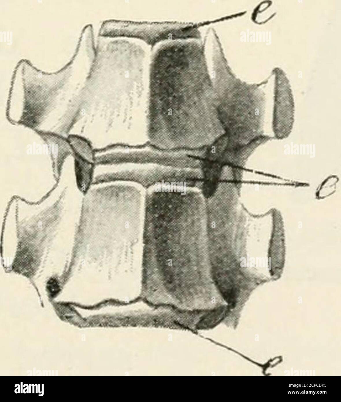 . The structure and life of birds . n-——3d i v Fig. io.—Side view of ...