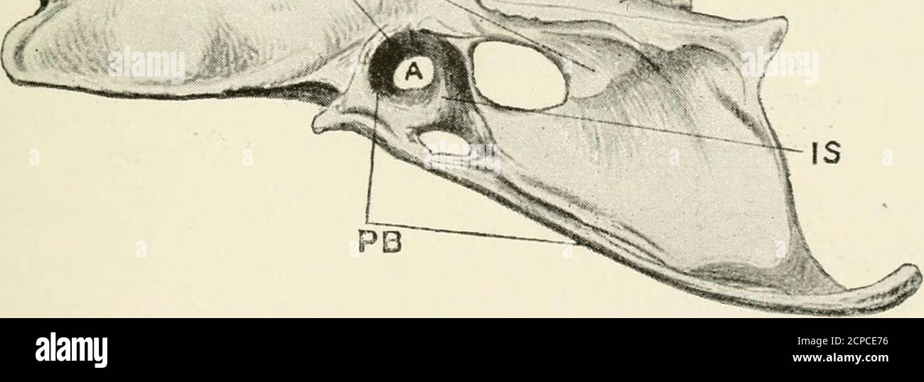 . The structure and life of birds . IL --W- D^V. Fig. 8.—Left side of ...
