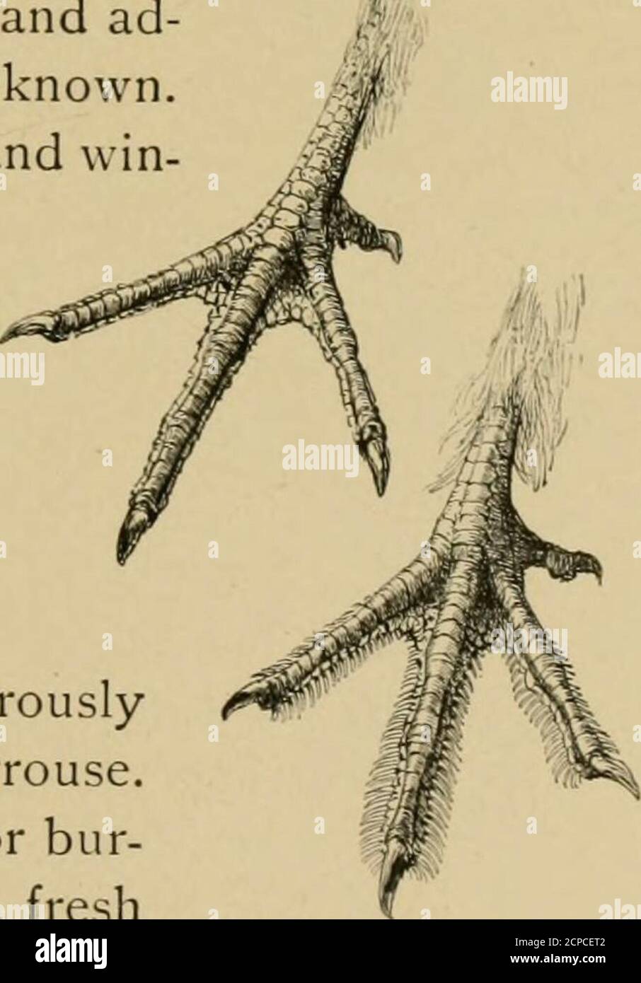 Sharp eyes; a rambler's calendar of fifty-two weeks among insects ...