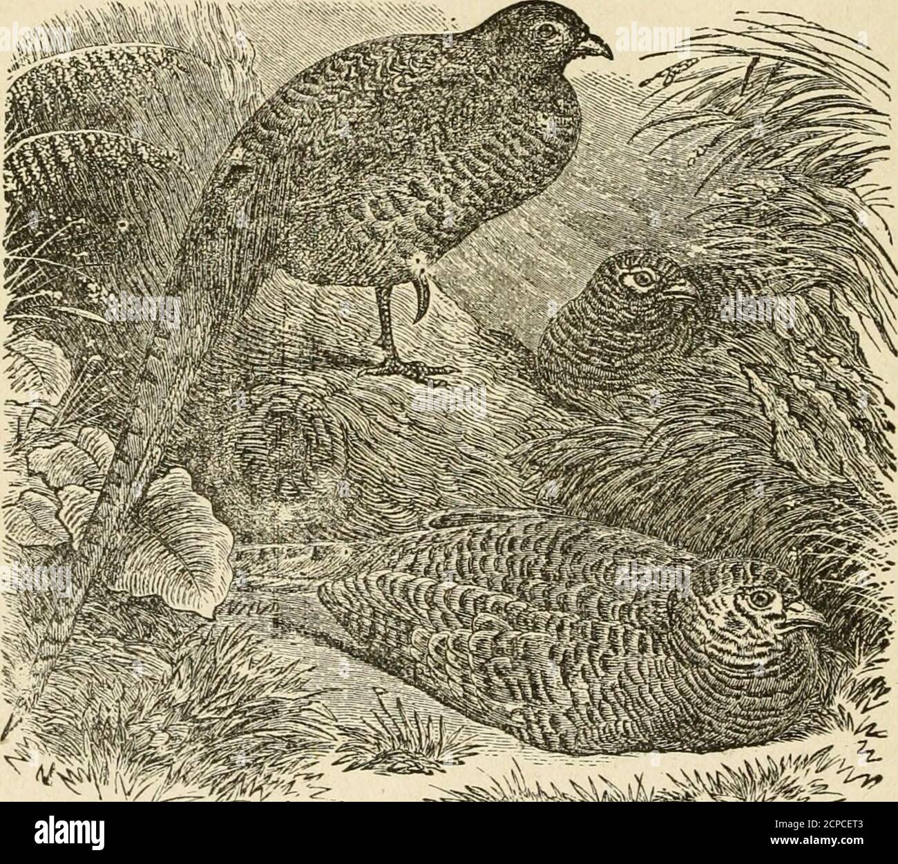 Drowned pheasant hi-res stock photography and images - Alamy