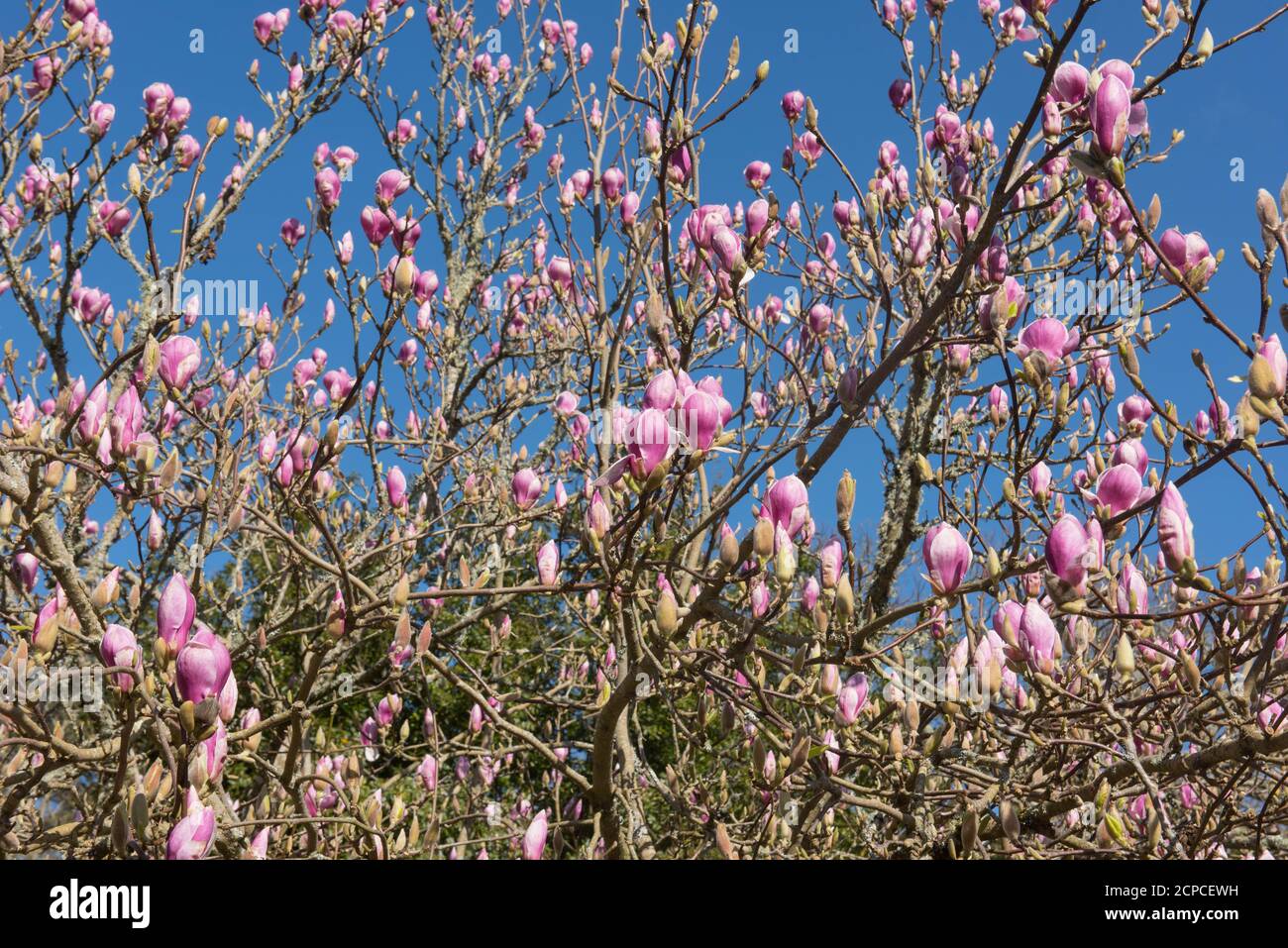 Spring Flower Heads of a Deciduous Saucer Magnolia Tree (Magnolia x ...