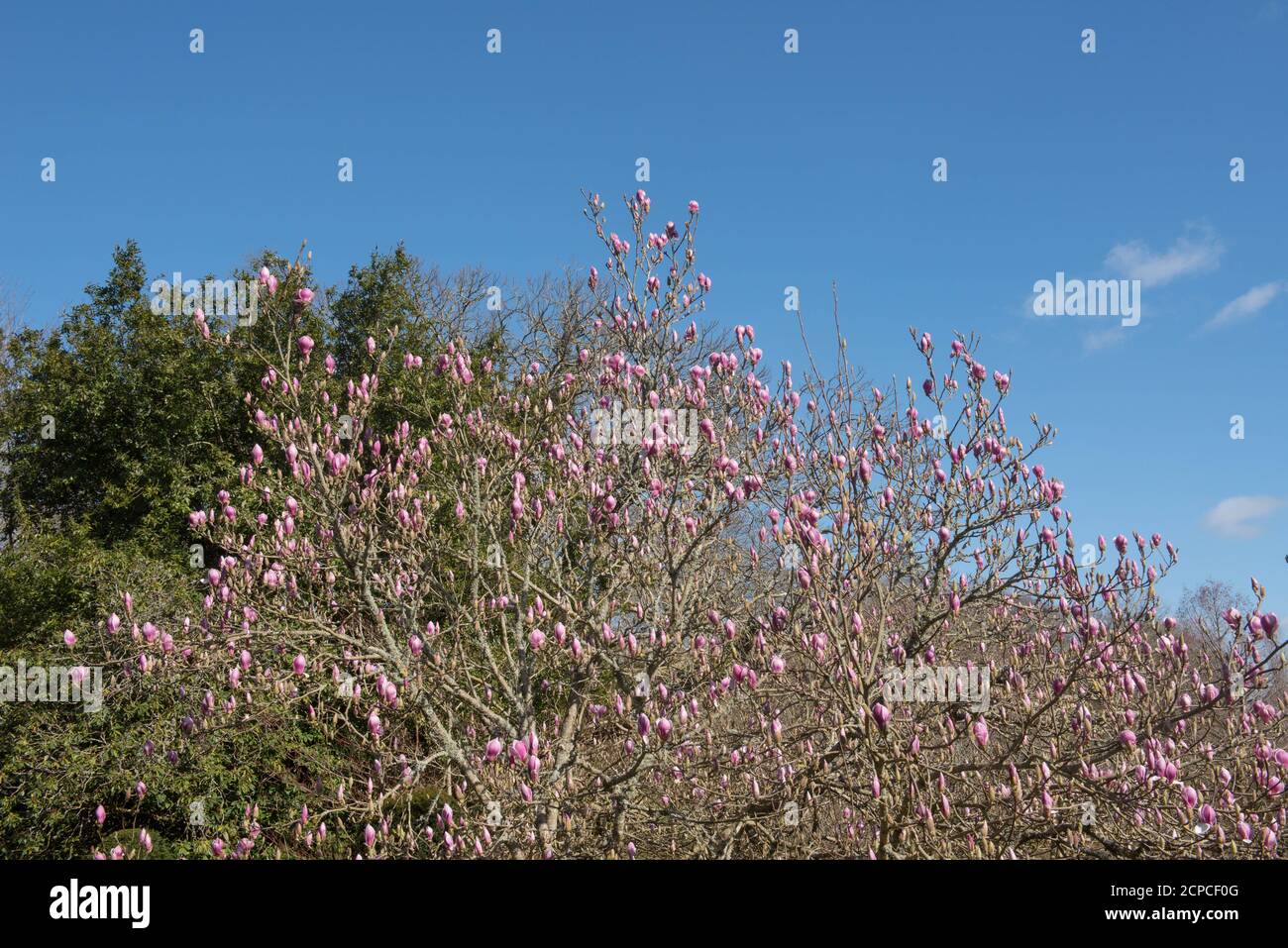 Spring Flower Heads of a Deciduous Saucer Magnolia Tree (Magnolia x ...