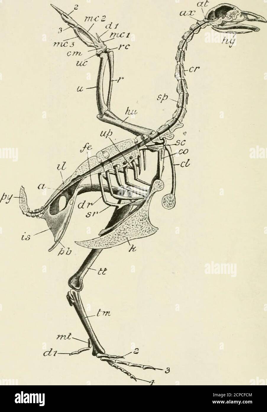 . The structure and life of birds . Fig. 2.—Skeleton of Fowl (after ...