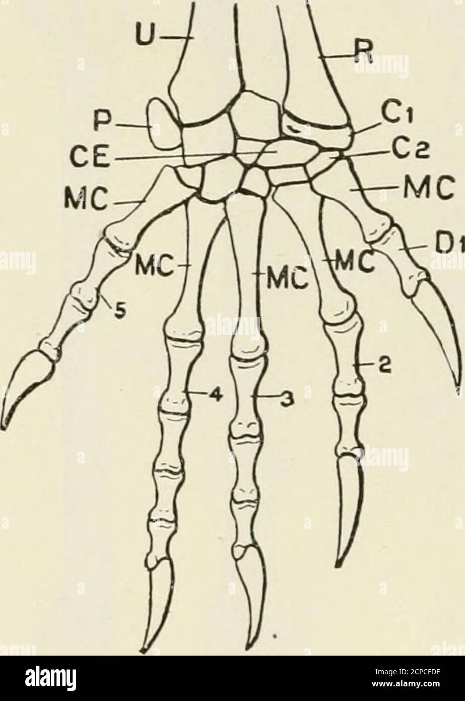 . The structure and life of birds . Fig. 3- -Tibia and Fibula of Fowl ...