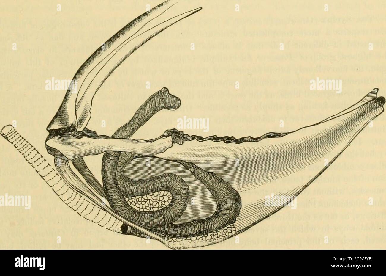 Known as windpipe hi-res stock photography and images - Alamy