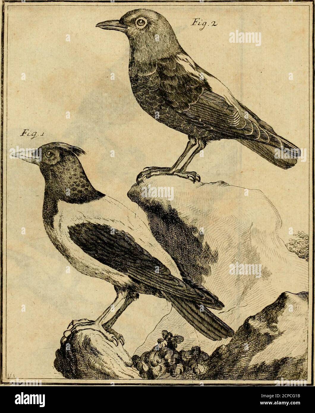 . Büffons Naturgeschichte der Vögel : aus dem Französischen, mit ...