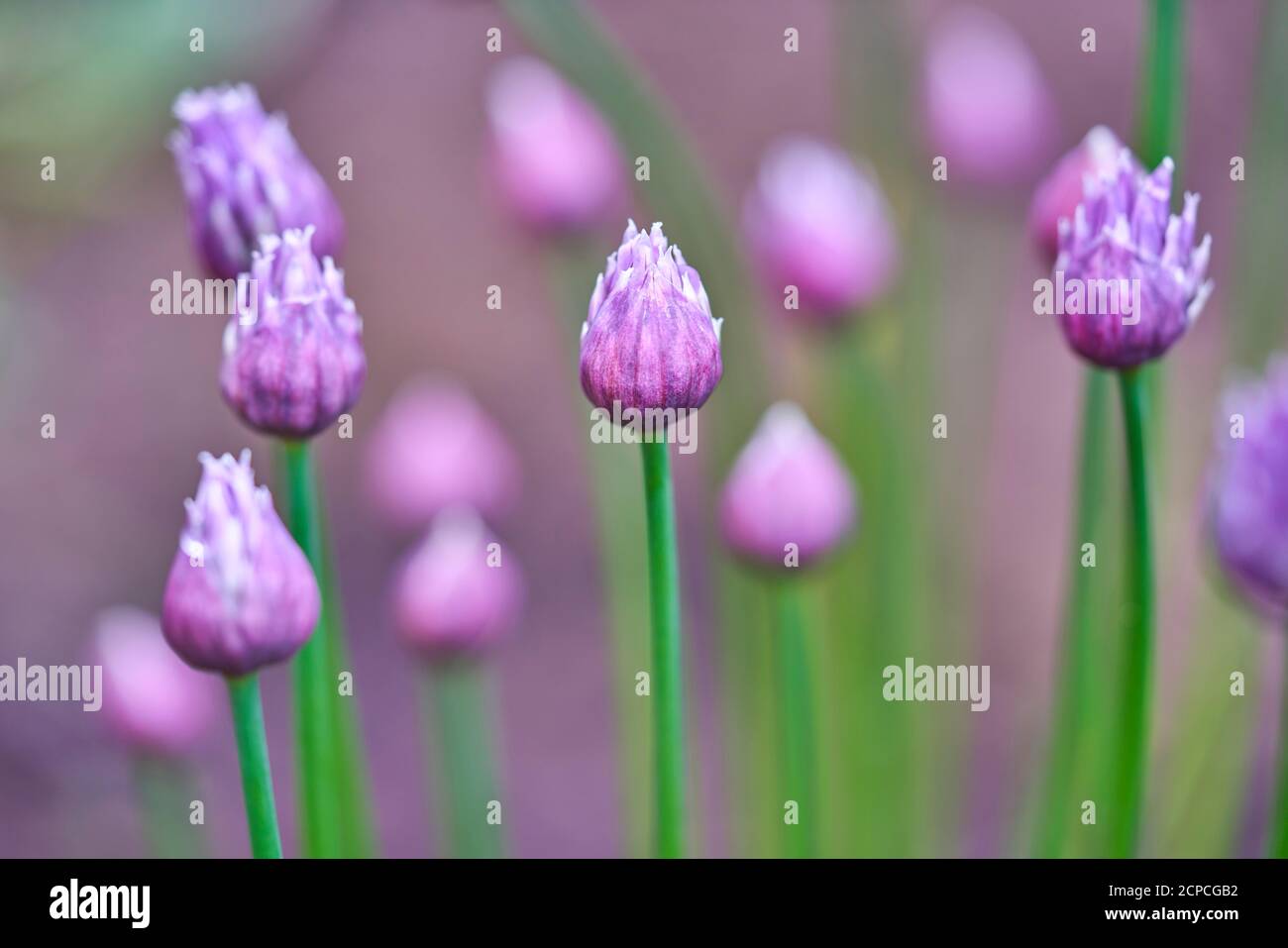 Tubular Flowers High Resolution Stock Photography and Images - Alamy