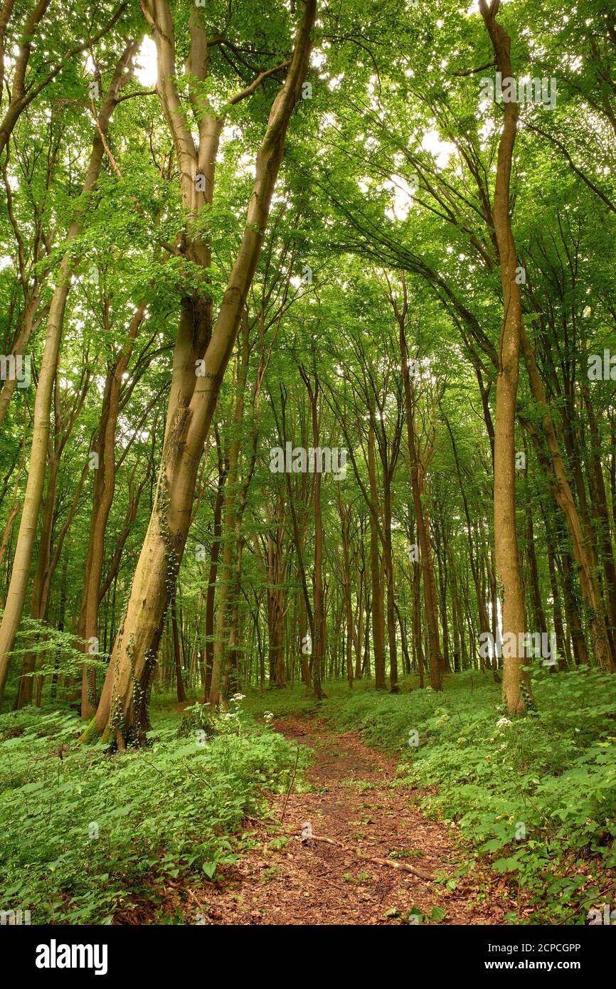 Tranquility Forest