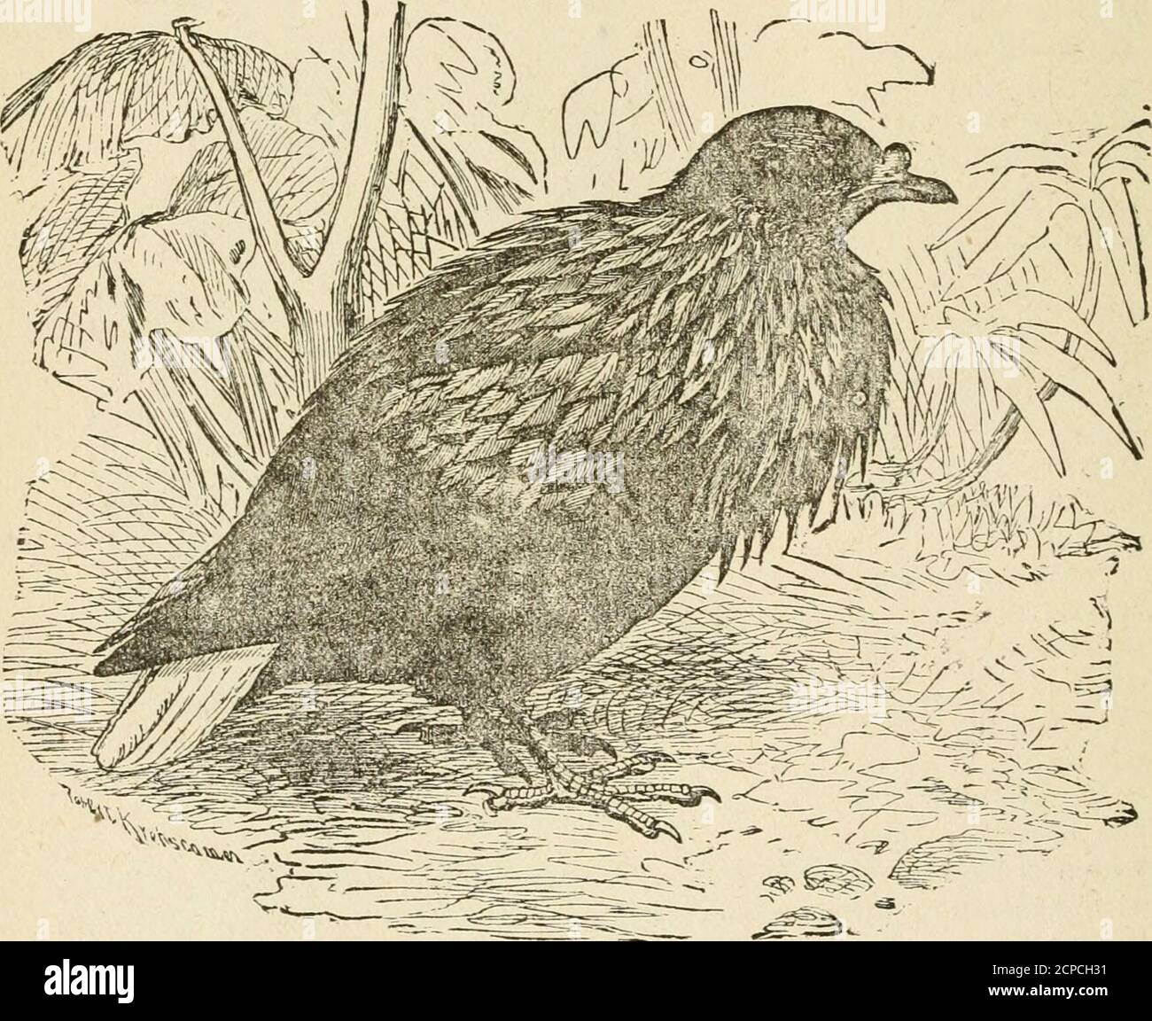 . The history of birds : their varieties and oddities, comprising ...
