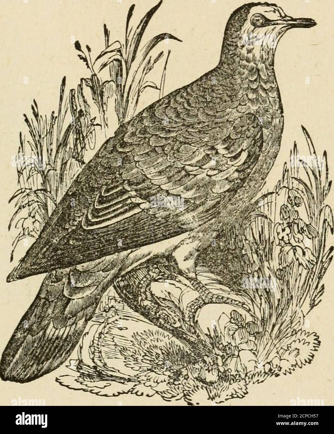 . The history of birds : their varieties and oddities, comprising ...