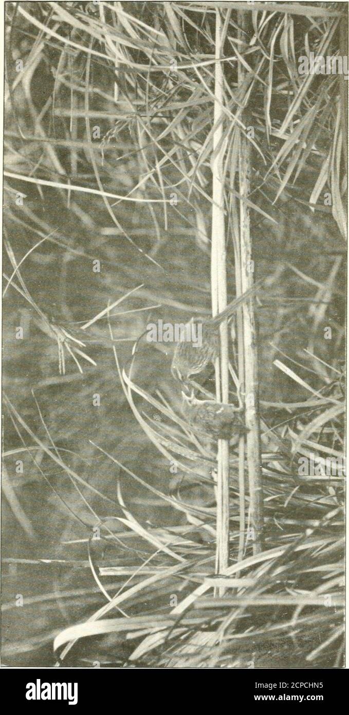 . Birds of the water, wood & waste . Male and Female Fern-bird bv Ncsi ...