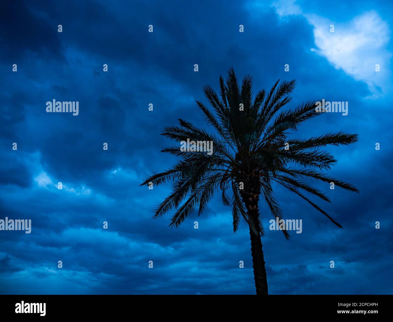 Palm tree in a cyclone storm Lefkas island Greece Stock Photo - Alamy