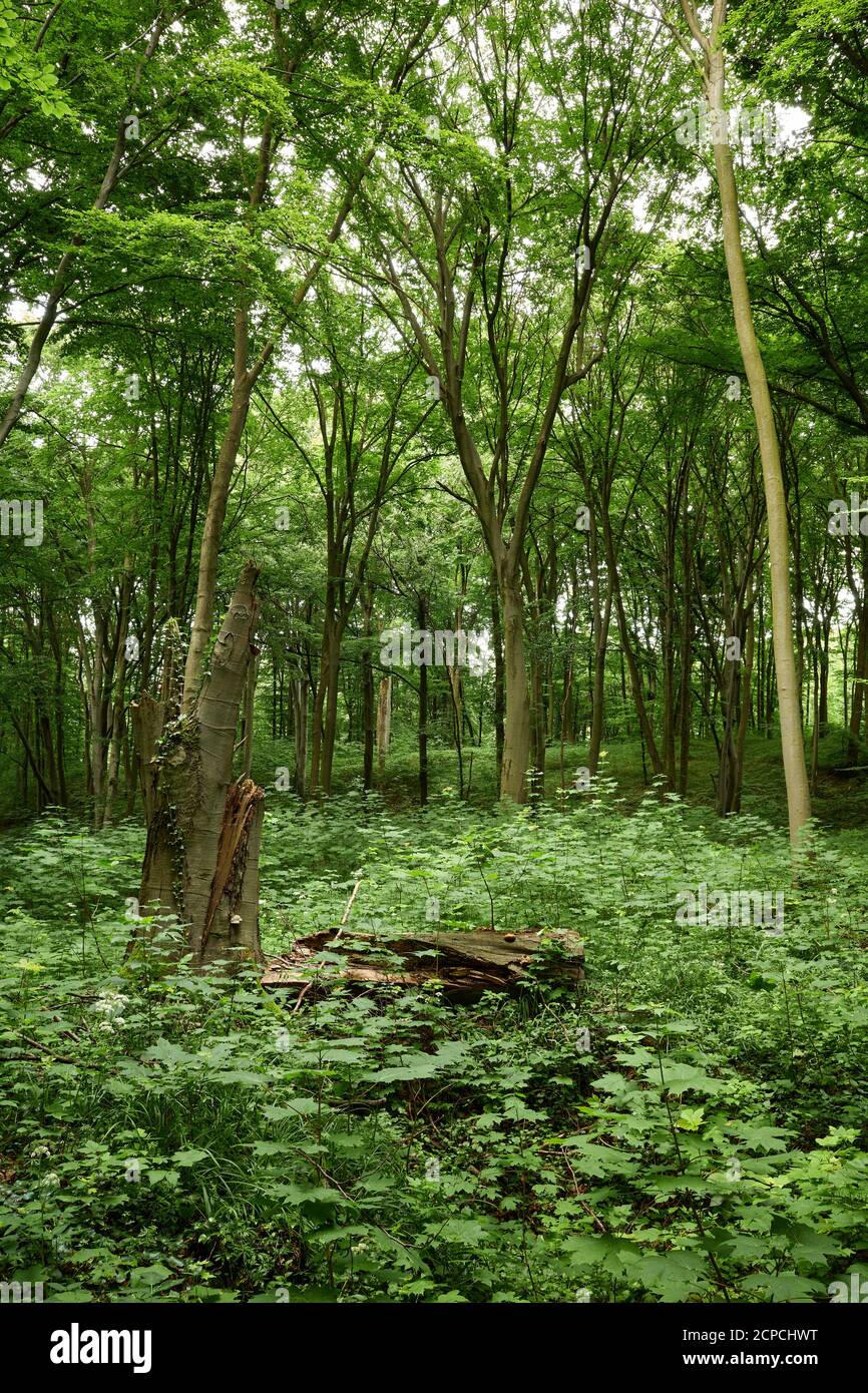 Temperate forest canopy hi-res stock photography and images - Alamy