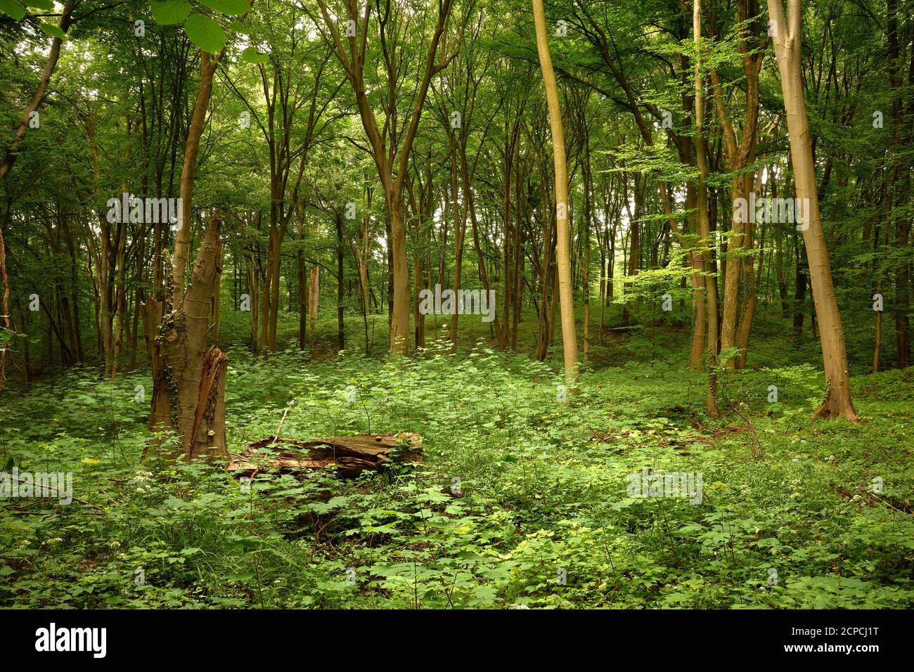 Temperate broadleaf and mixed forest hi-res stock photography and ...