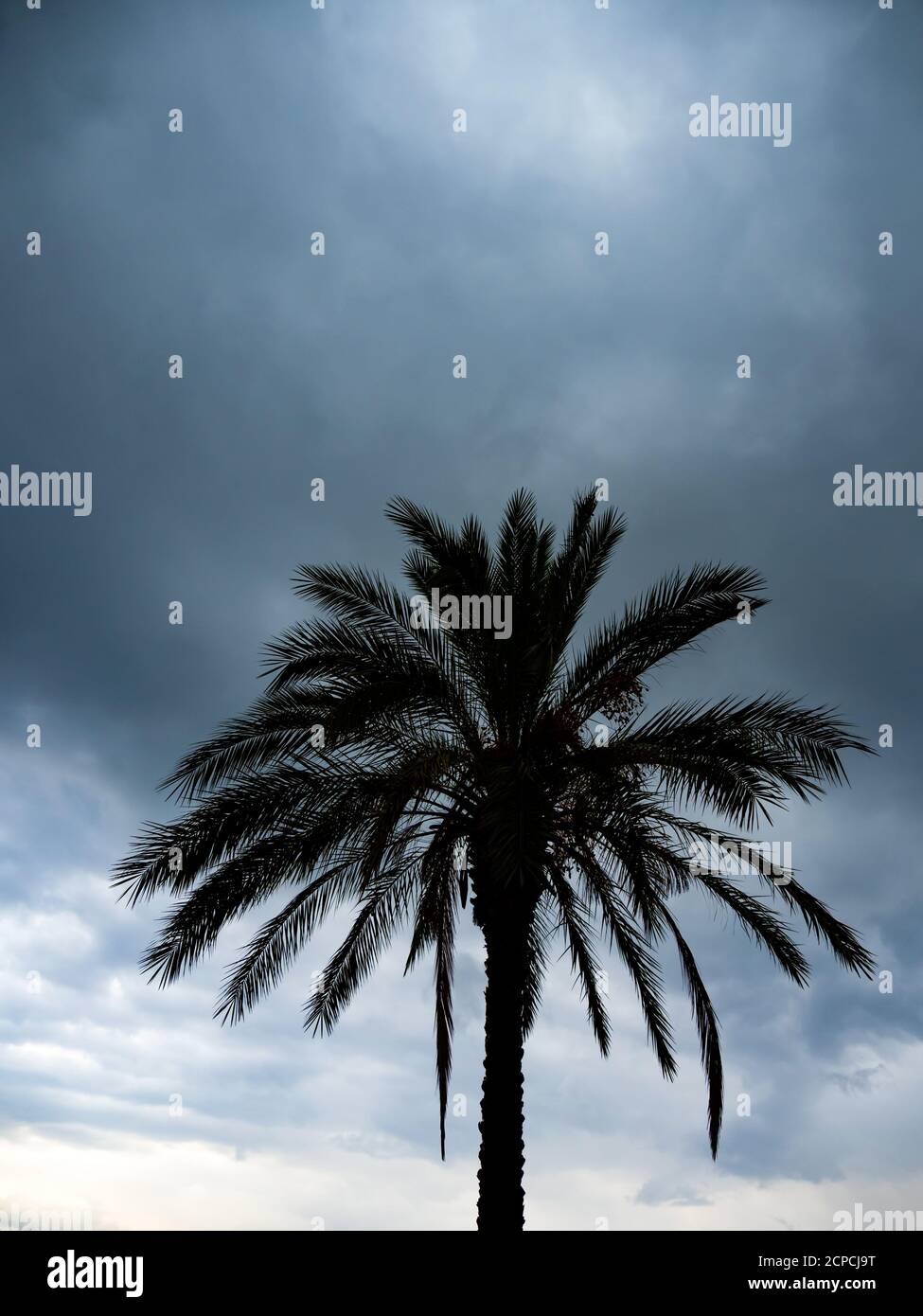 Palm tree in a cyclone storm Lefkas island Greece Stock Photo - Alamy