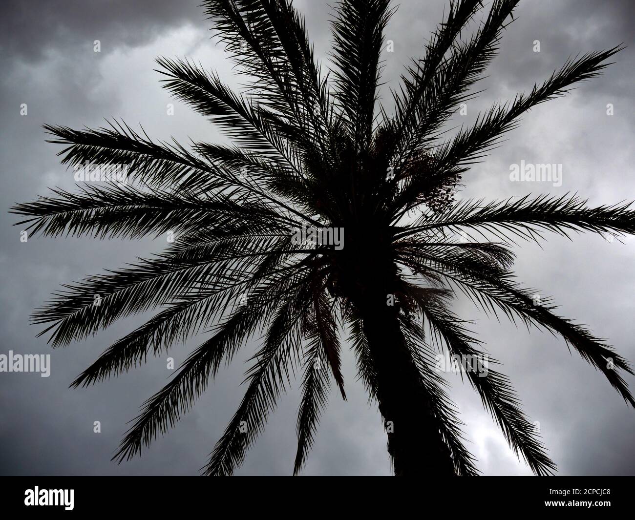 Palm tree in a cyclone storm Lefkas island Greece Stock Photo - Alamy