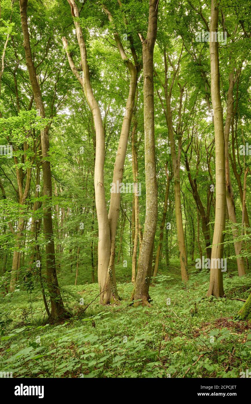 Marvelous forest landscape from the Briukhovychi woodland. Green ...