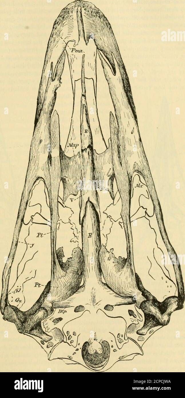 . Key to North American birds. Containing a concise account of every ...