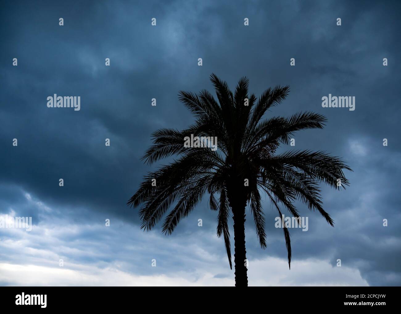 Palm tree in a cyclone storm Lefkas island Greece Stock Photo - Alamy