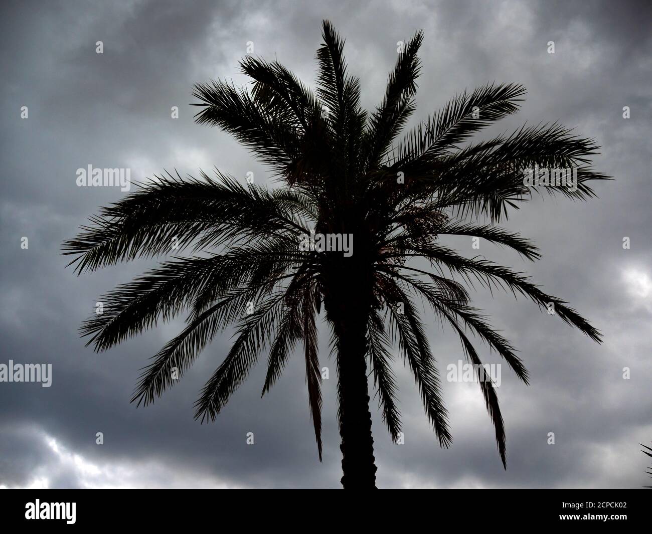 Palm trees in a cyclone hi-res stock photography and images - Alamy