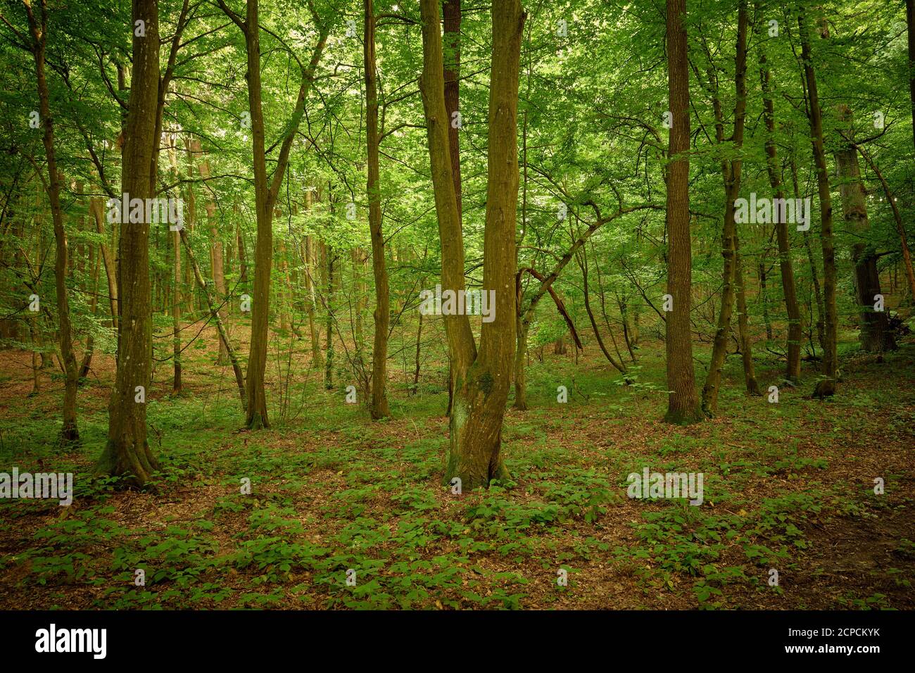 Lush green leafy trees hi-res stock photography and images - Alamy