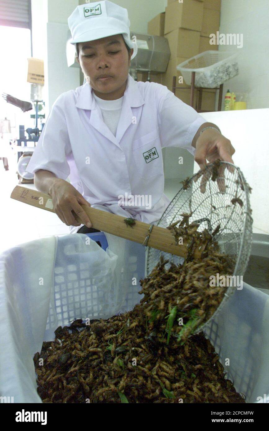 Diet of bugs and beetles hi-res stock photography and images - Alamy
