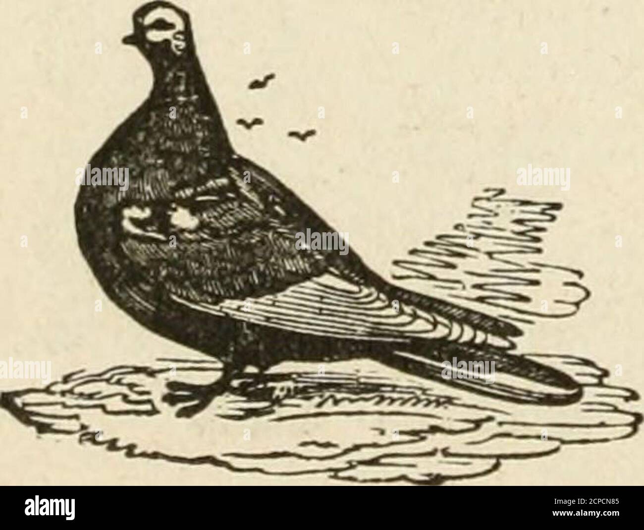 . The history of birds : their varieties and oddities, comprising ...