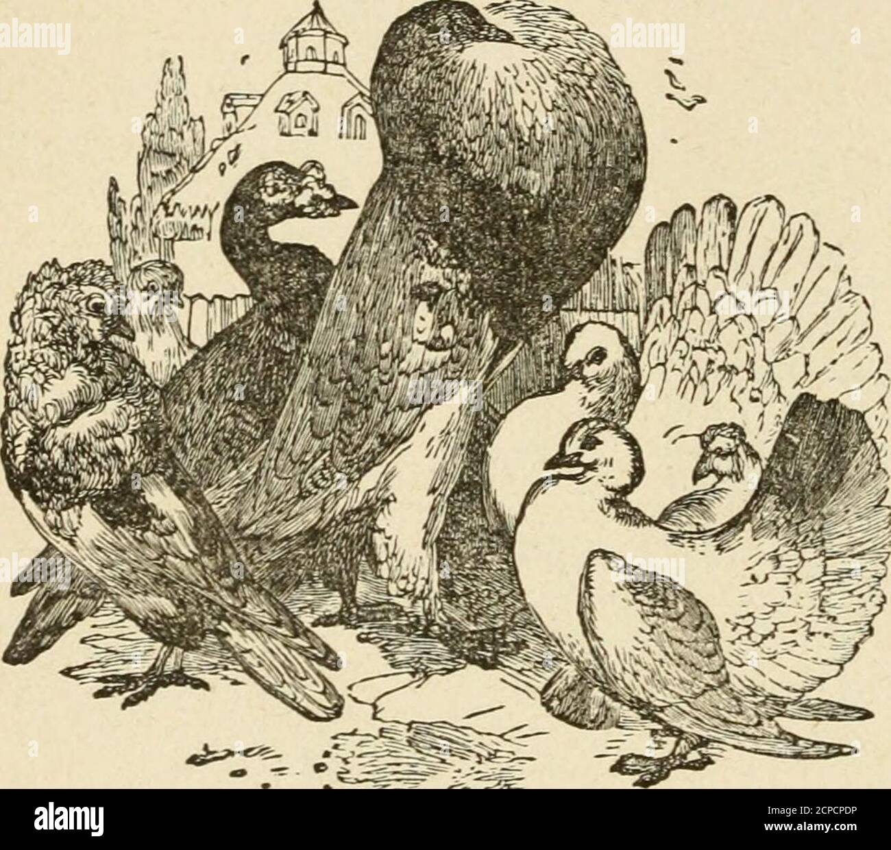 . The history of birds : their varieties and oddities, comprising ...